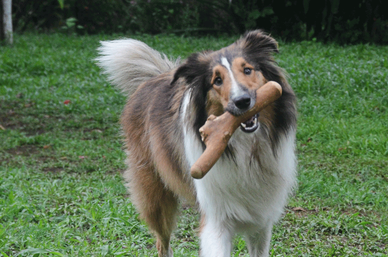 Coffee Wood Dog Chews - Beto's Coffee Co